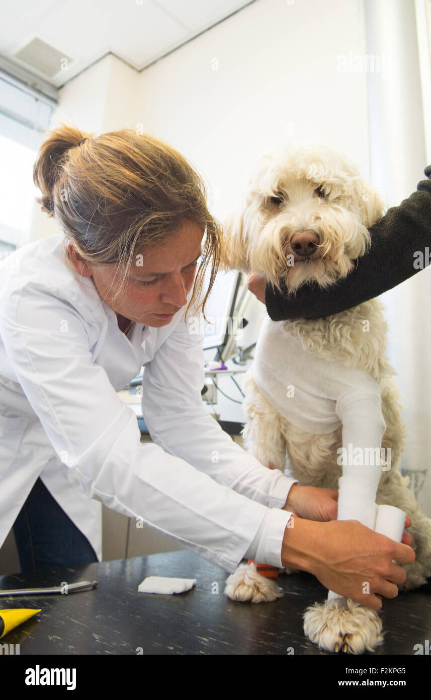 Veterinarian giving bandage by wounded dog Stock Photo - Alamy