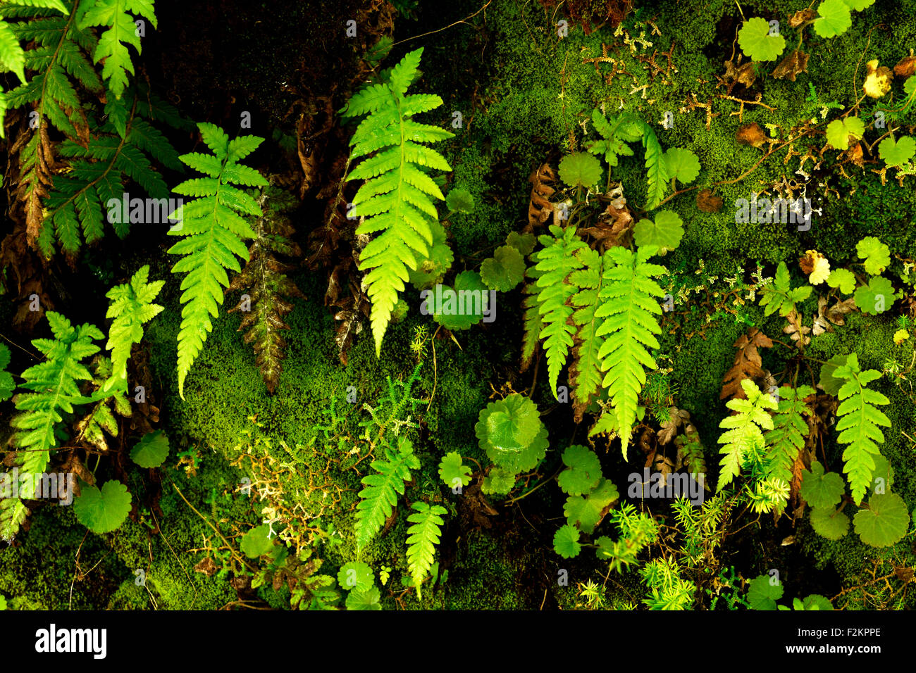 Rock wall with ferns (Polypodiopsida, Filicopsida) growing on it ...