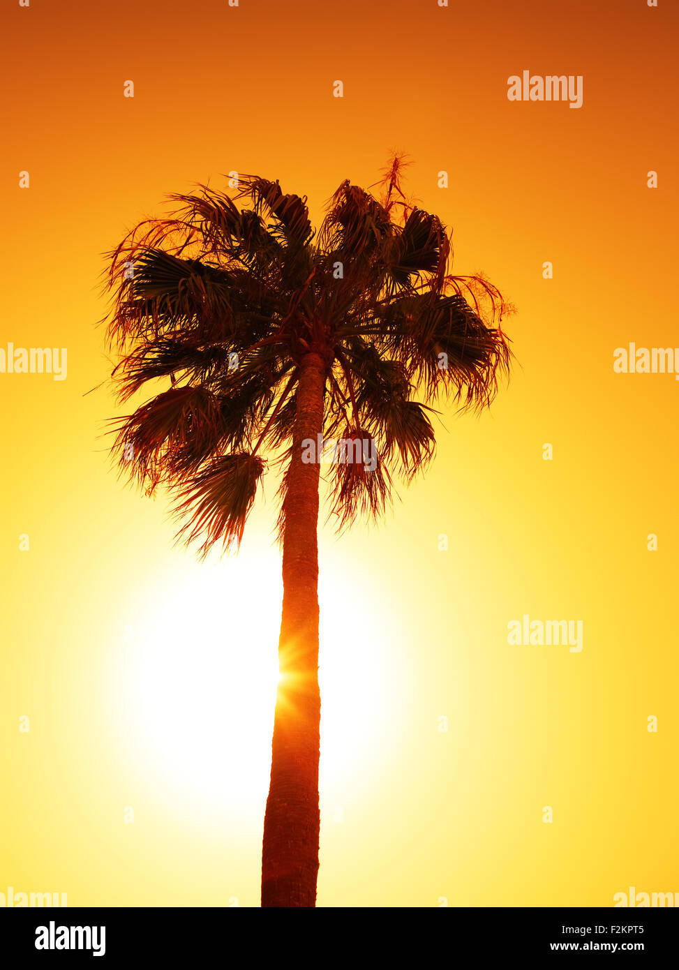 palm tree at sunset light Stock Photo - Alamy