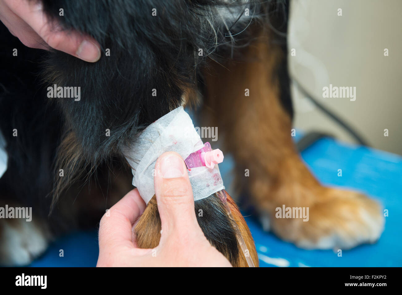 Veterinarian is giving dog an infusion with needle Stock Photo - Alamy