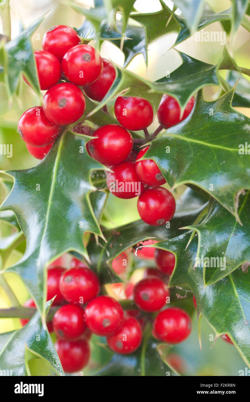 Holly and Berries Stock Photo - Alamy