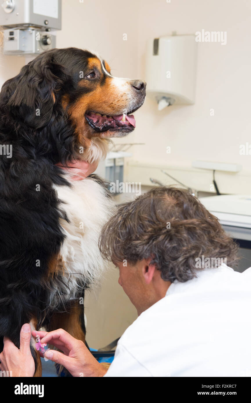 Doctor big needle hi-res stock photography and images - Alamy