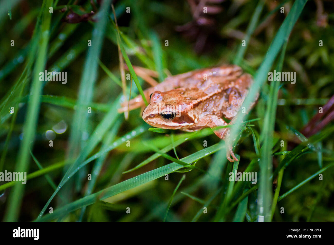 Common European Frog (Rana Temporaria) in wet grass in County Wicklow ...