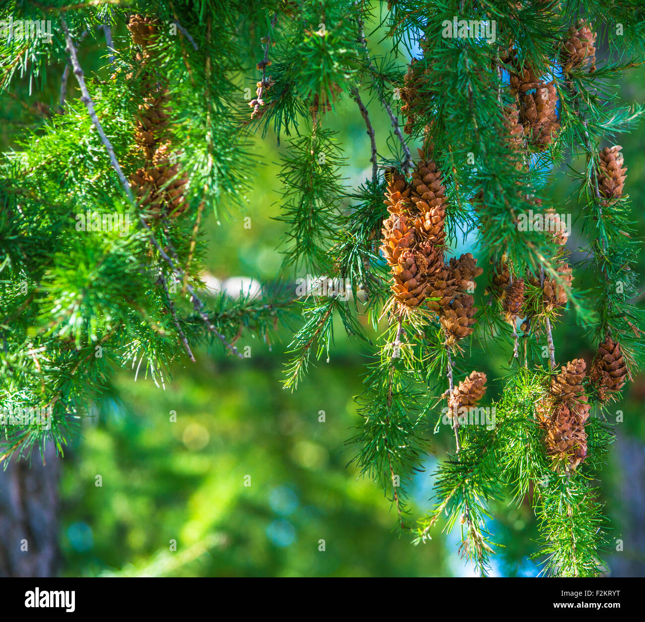 Branch Siberian tree, a plant, a tree, beams of the sun, flora, green ...