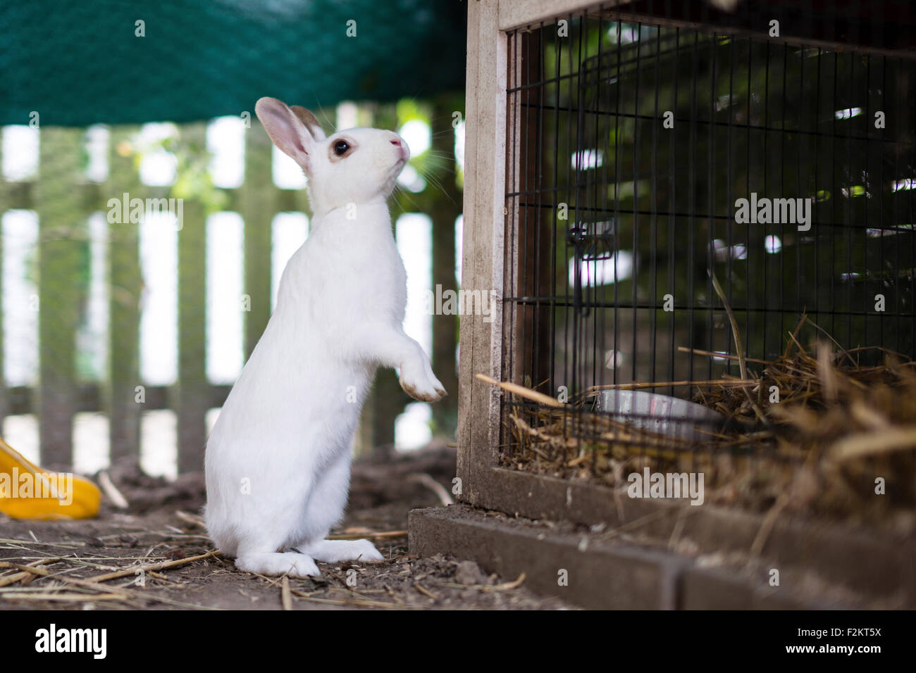White rabbit, stable Stock Photo - Alamy