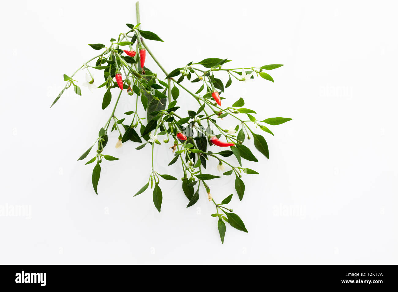 Mini chili on white ground Stock Photo - Alamy