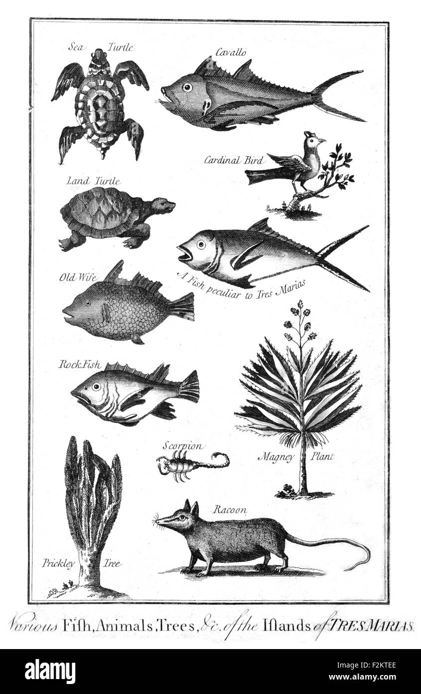 Captain James Cook FRS 1728 1779 British explorer, navigator ...