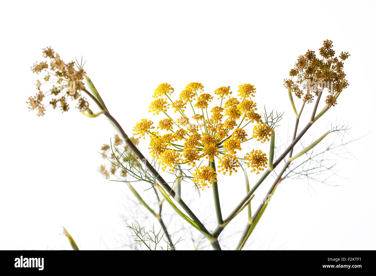 Sweet fennel on white ground Stock Photo - Alamy