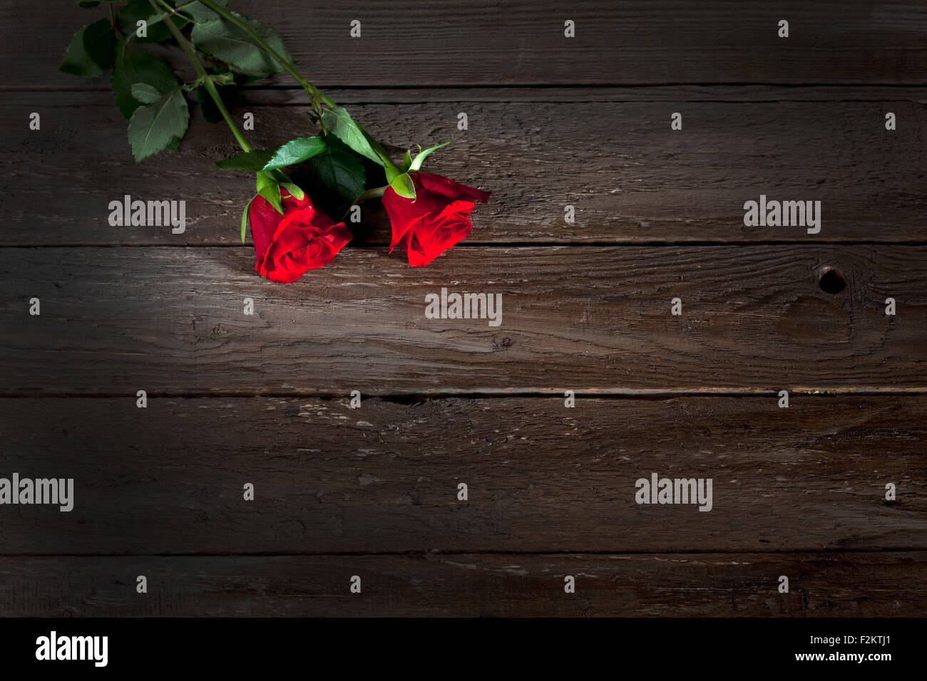 Two color roses hi-res stock photography and images - Alamy
