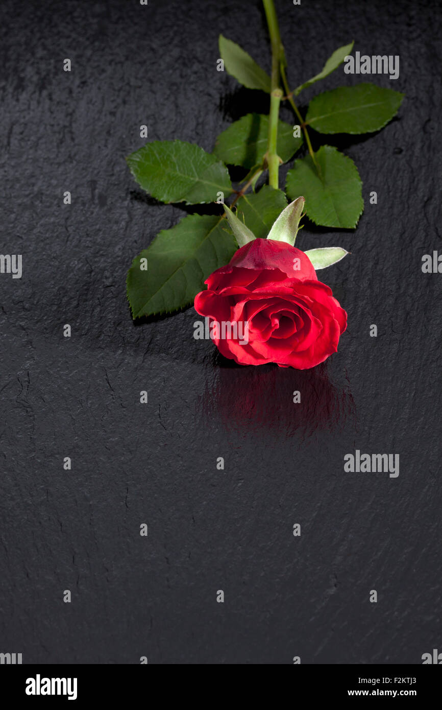 Rose on slate hi-res stock photography and images - Alamy