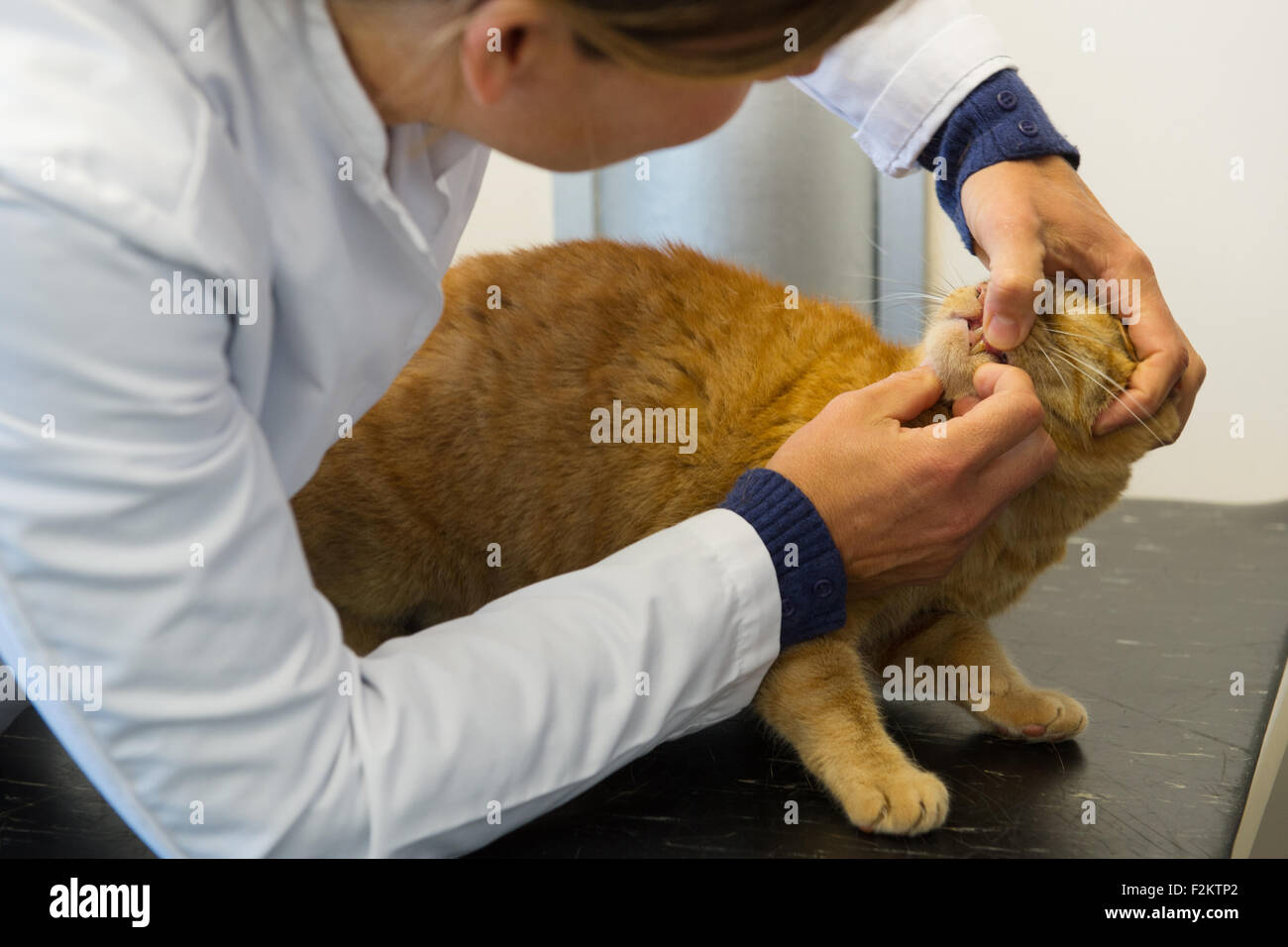 Scary cat teeth hi-res stock photography and images - Alamy