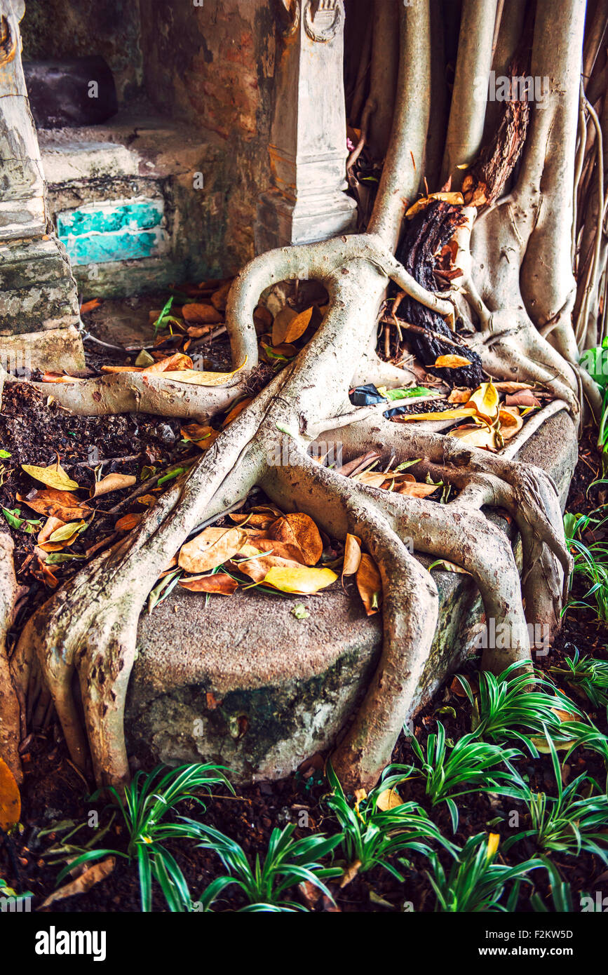 Big tree roots hi-res stock photography and images - Alamy