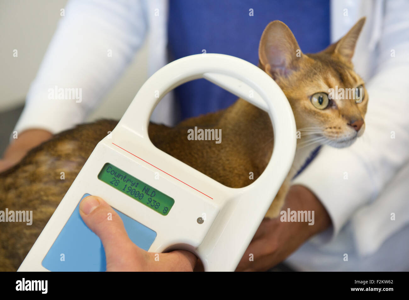 Microchip animal hi-res stock photography and images - Alamy