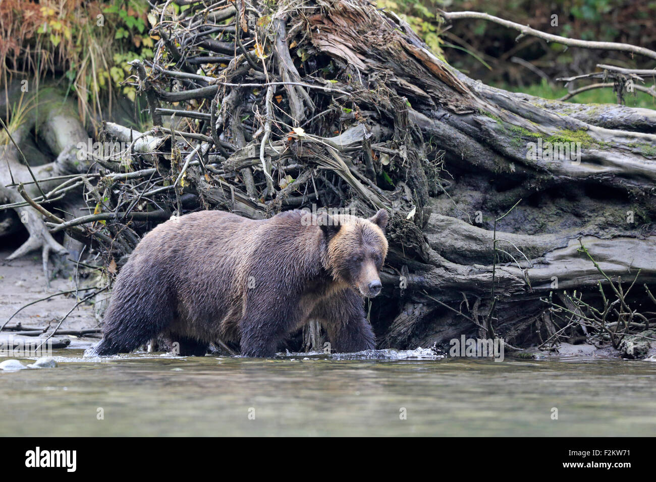 Grizzly Bear walking in a river British Columbia Stock Photo - Alamy Grizzly Bear walking in a river British Columbia Stock Photo - Alamy