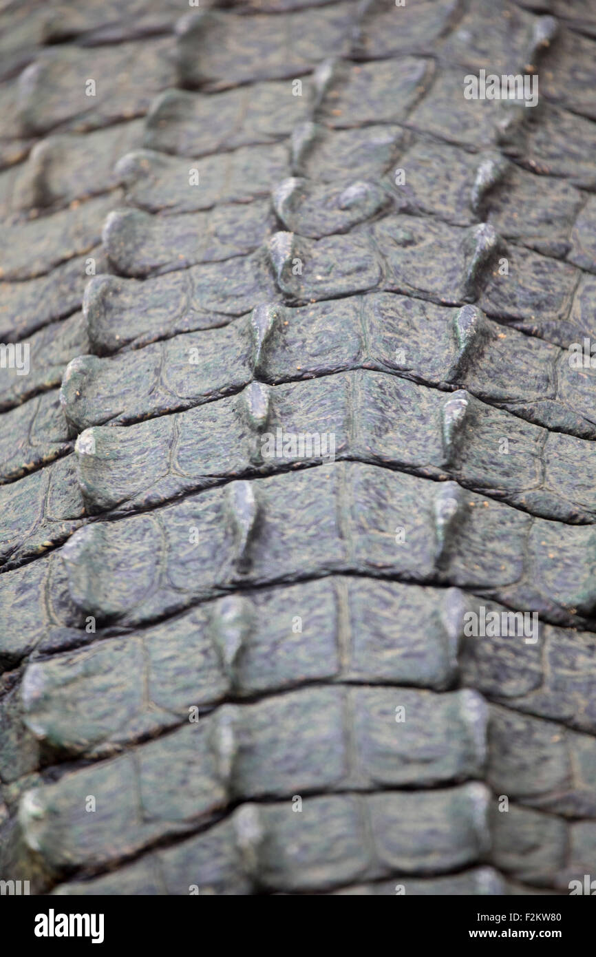 Crocodile skin, close-up Stock Photo - Alamy