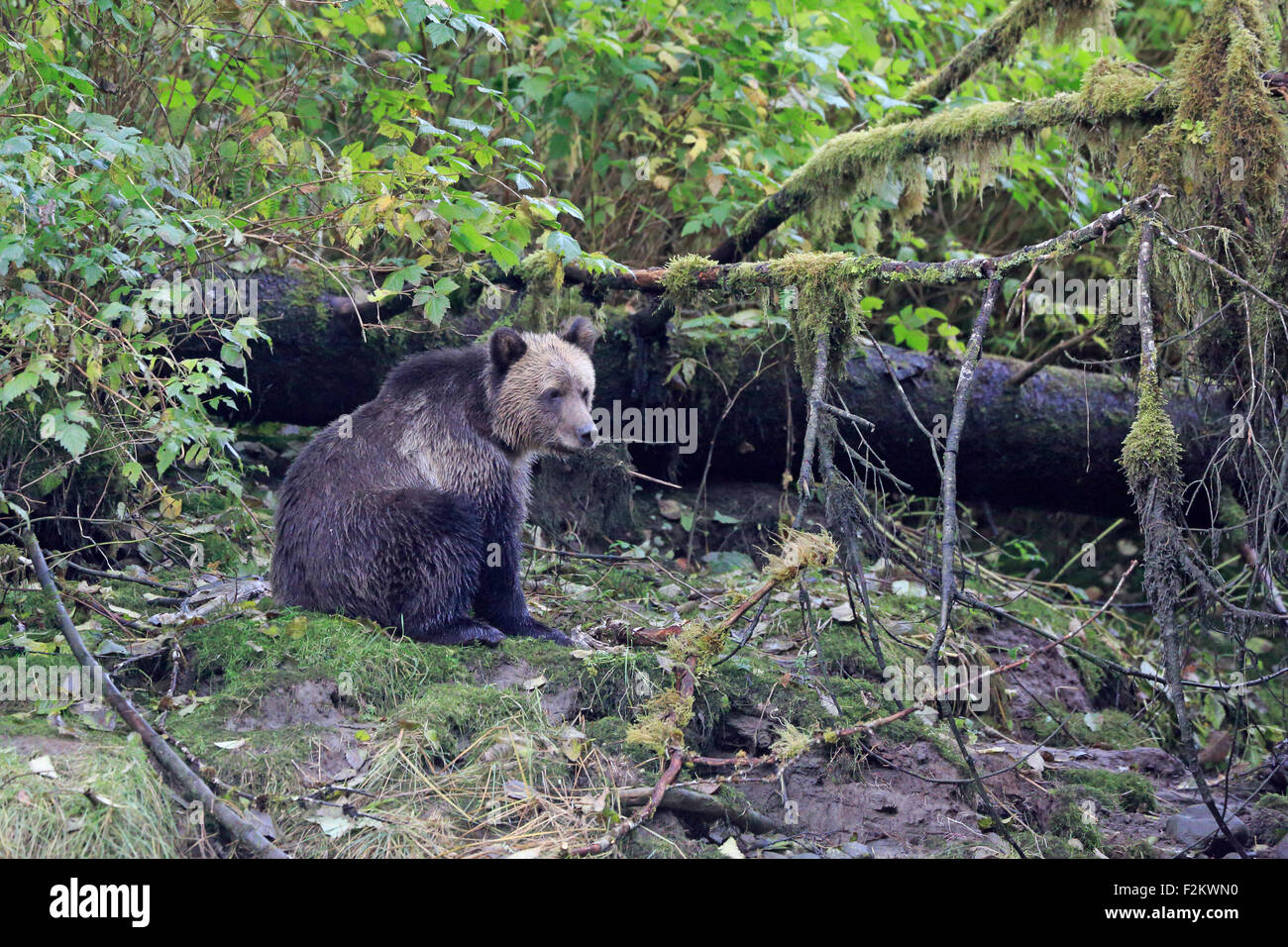 Grizzly Bear cub sitting in vegetation Stock Photo - Alamy