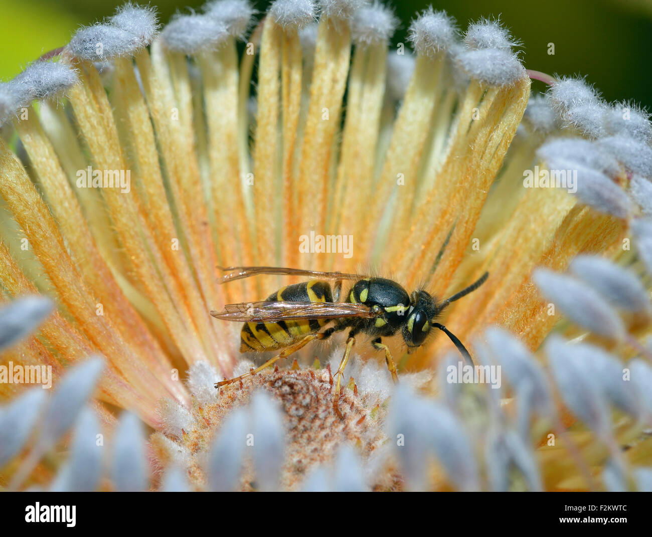 Common wasp vespula vulgaris hi-res stock photography and images - Alamy