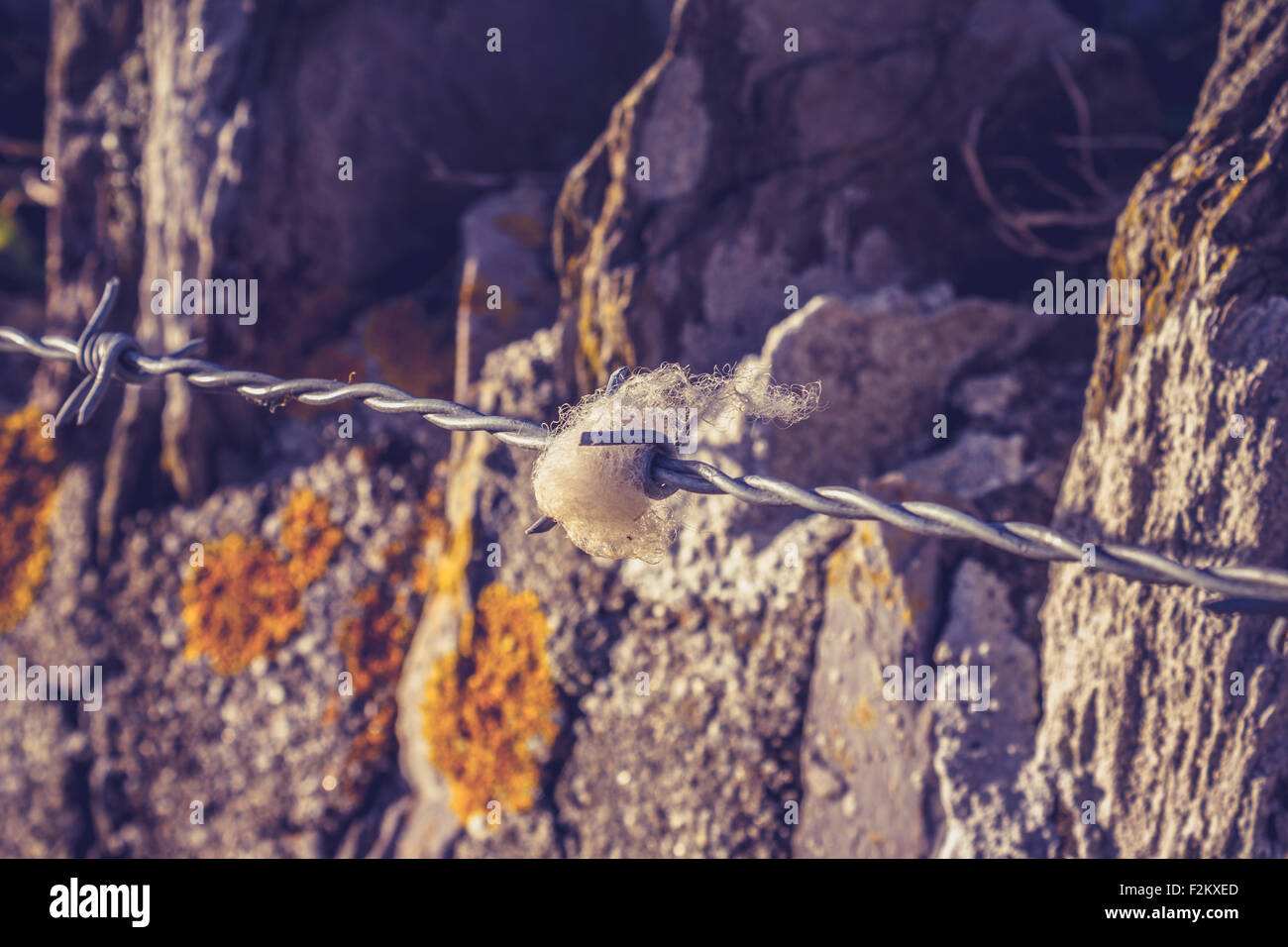 Wool caught on wire hi-res stock photography and images - Alamy