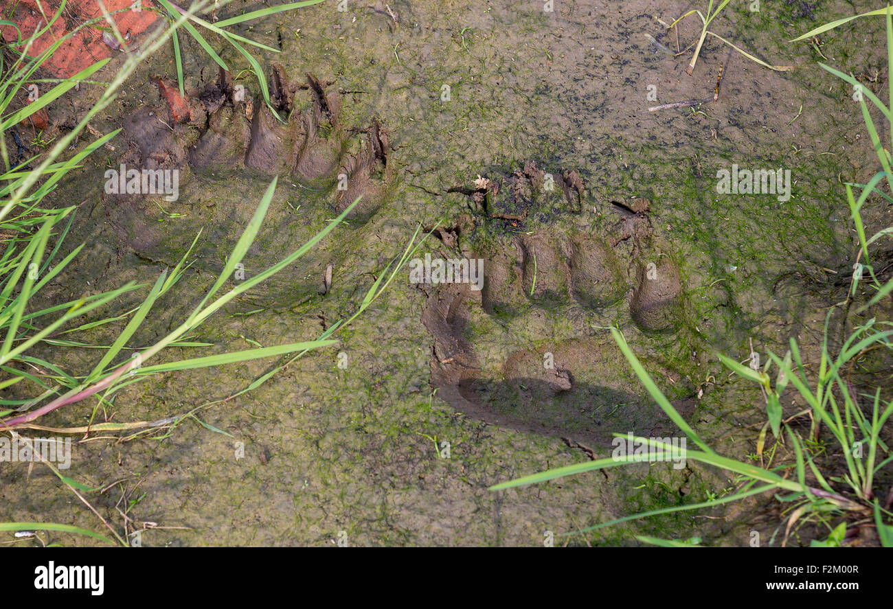 Footprint track tracks bear hi-res stock photography and images - Alamy