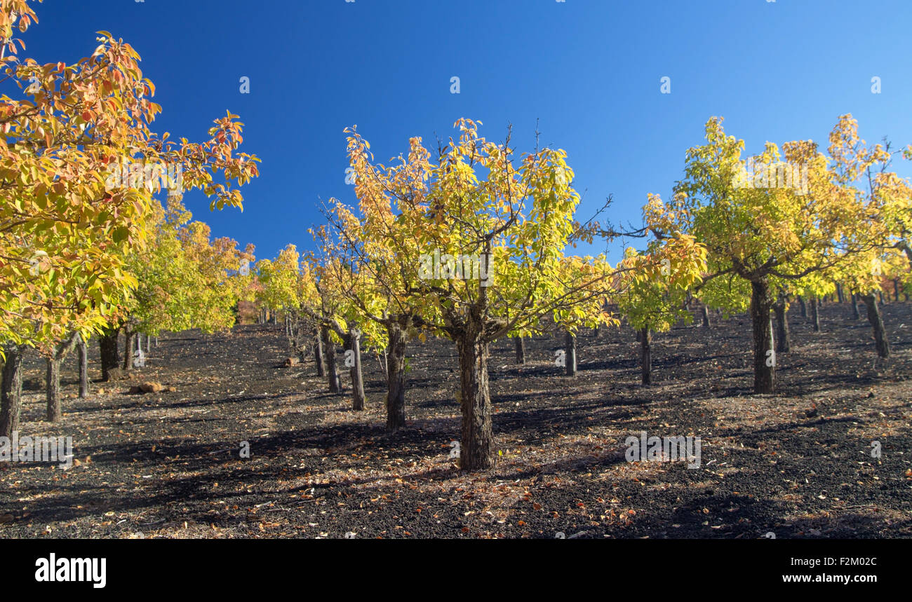 Gran Canaria, autumnal fruit garden in Las Cumbres, highest ares of the ...
