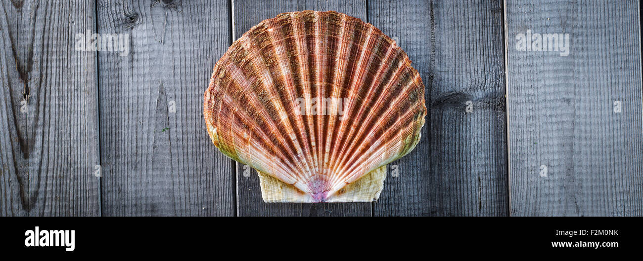 Scallop closed hi-res stock photography and images - Alamy