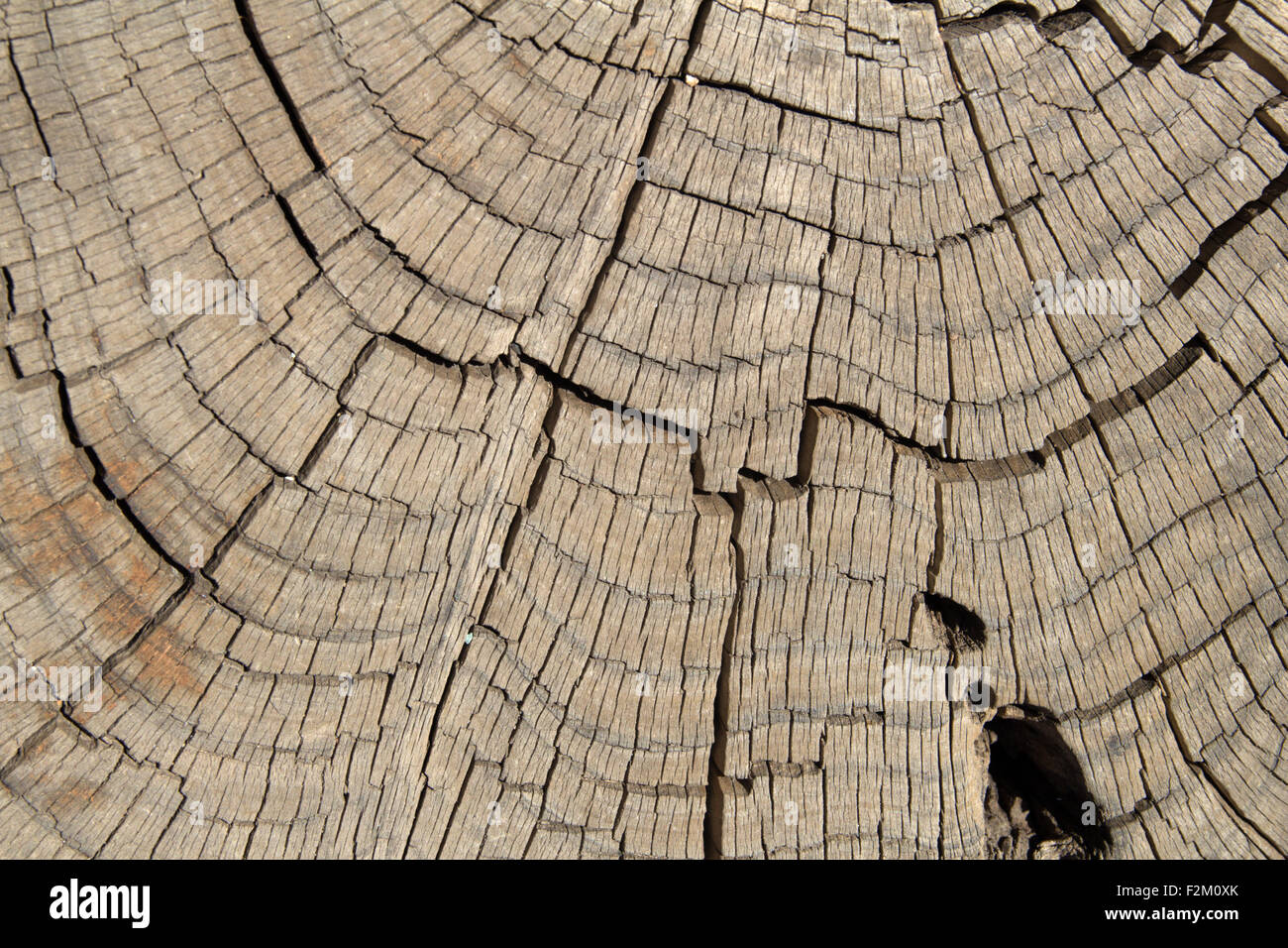 dead pine tree trunk, year rings dryed apart and radially cracked ...