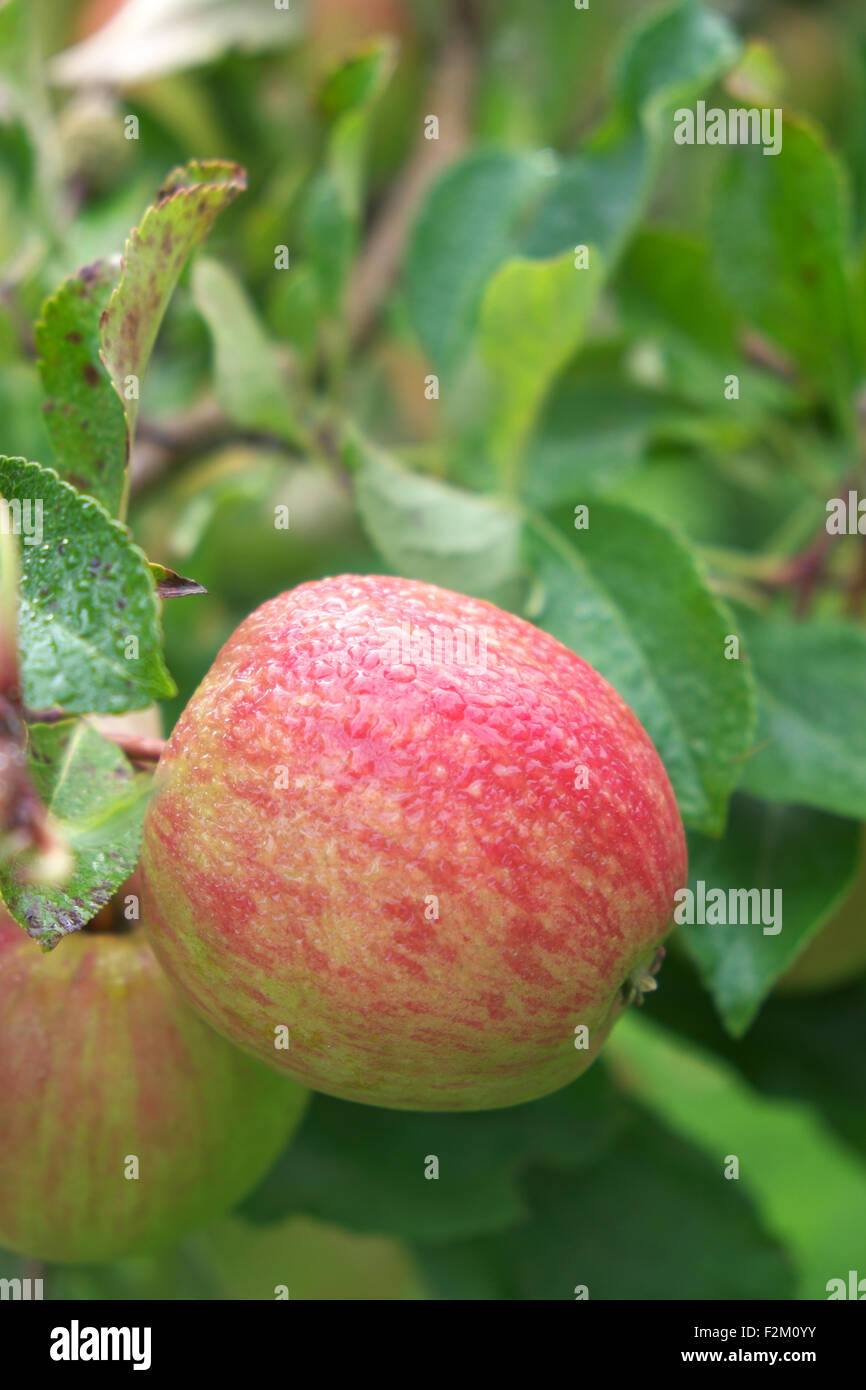 Red apple fruit orchard early hi-res stock photography and images - Alamy