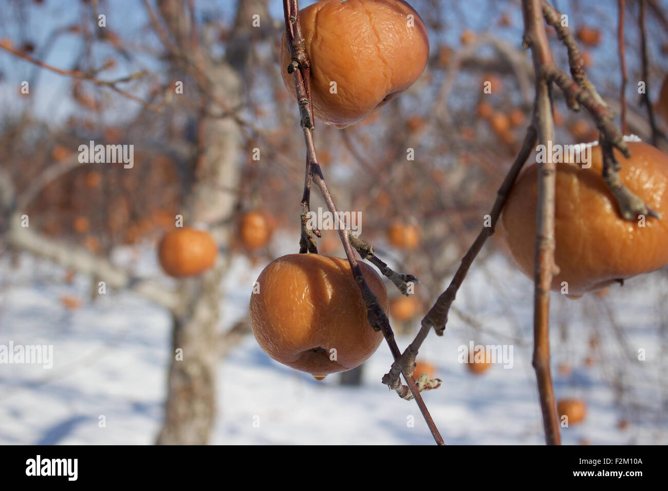 Frozen apples hi-res stock photography and images - Alamy