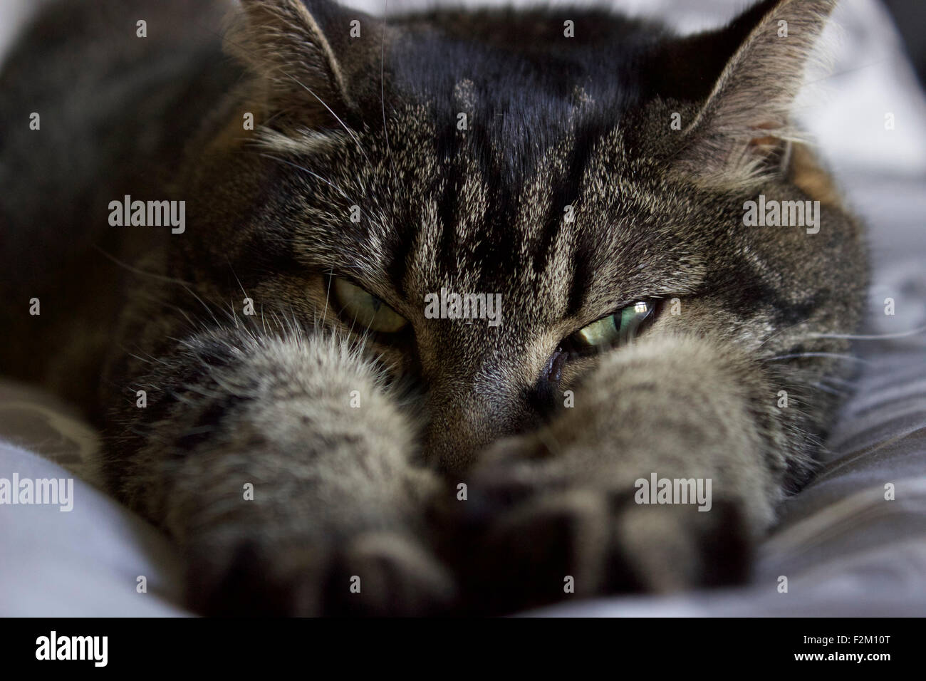 Paw stretch hi-res stock photography and images - Alamy