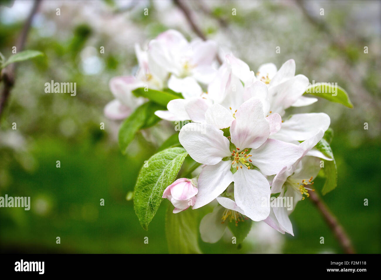 Apple tree bloom Stock Photo - Alamy