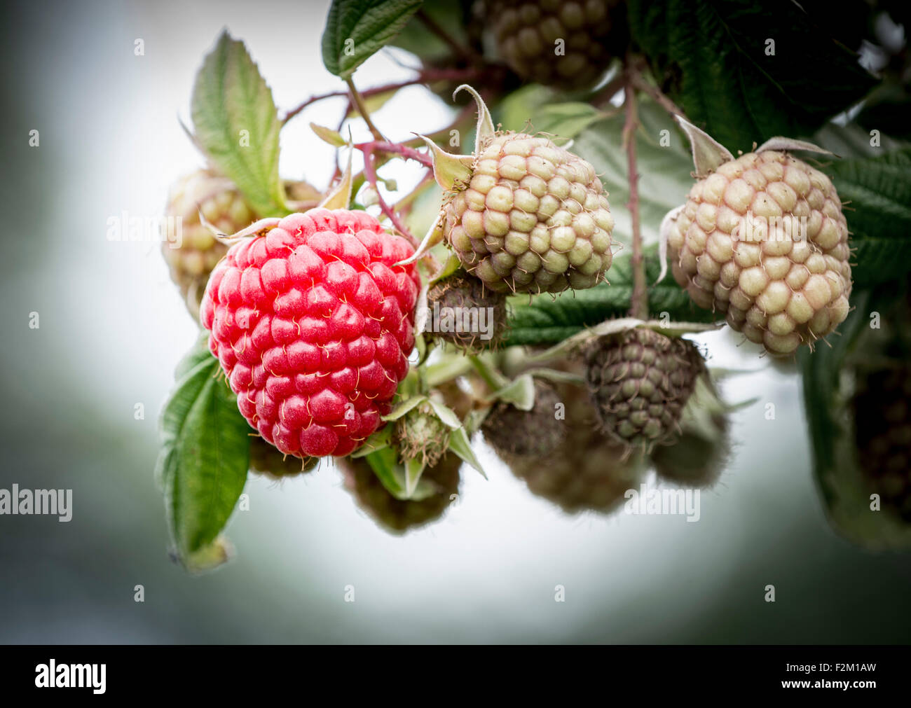 Unripe raspberries green hi-res stock photography and images - Alamy