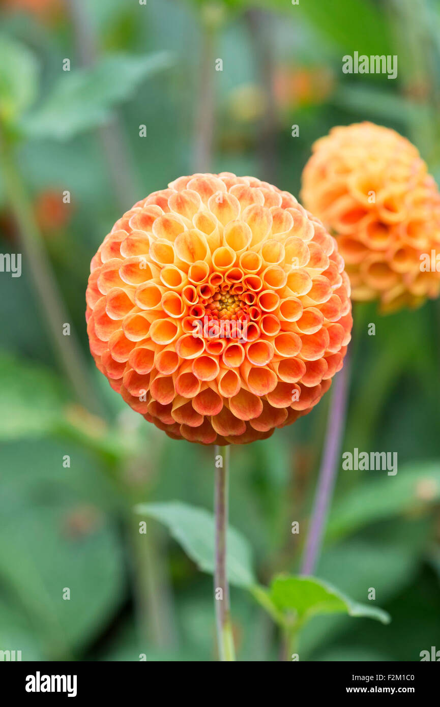 Dahlia 'Bantling' flower. Pompom Dahlia Stock Photo - Alamy