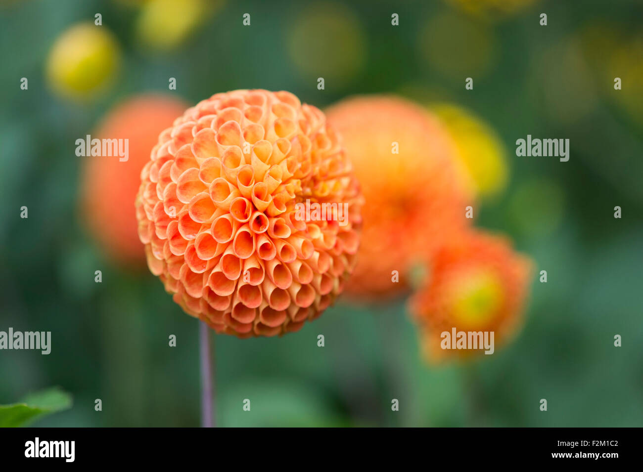 Dahlia 'Bantling' flower. Pompom Dahlia Stock Photo - Alamy