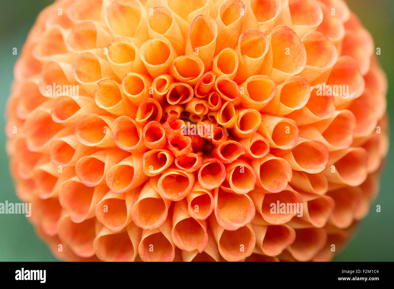Dahlia 'Bantling' flower. Pompom Dahlia Stock Photo - Alamy