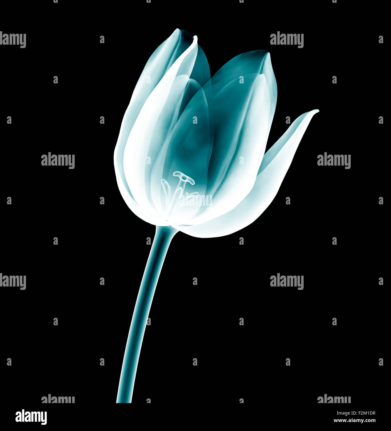 Tulip x ray hi-res stock photography and images - Alamy