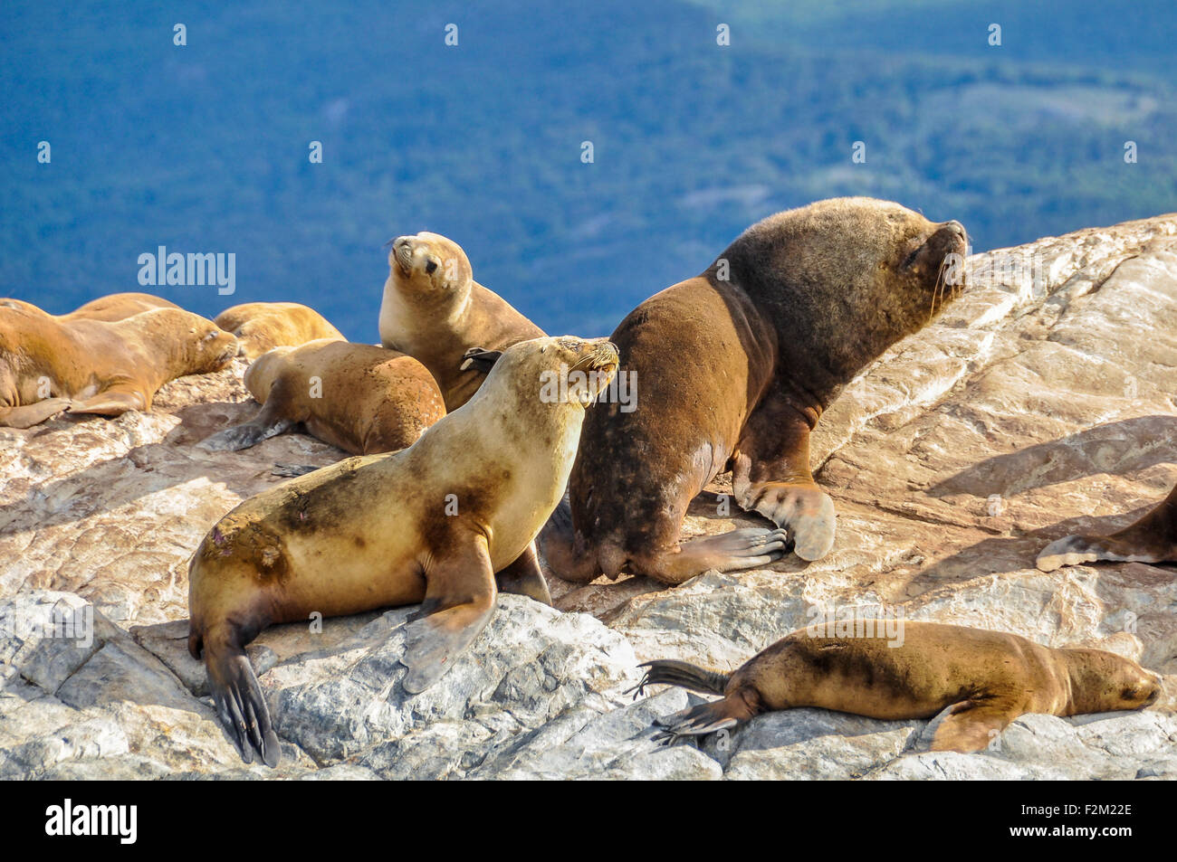 Beagle channel seals hi-res stock photography and images - Alamy