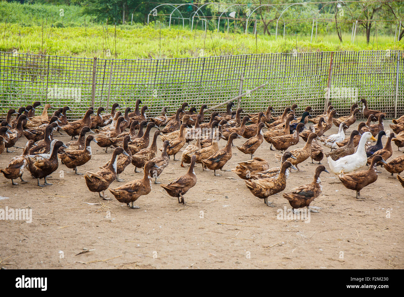 brown ducks in farm at Thailand Stock Photo - Alamy