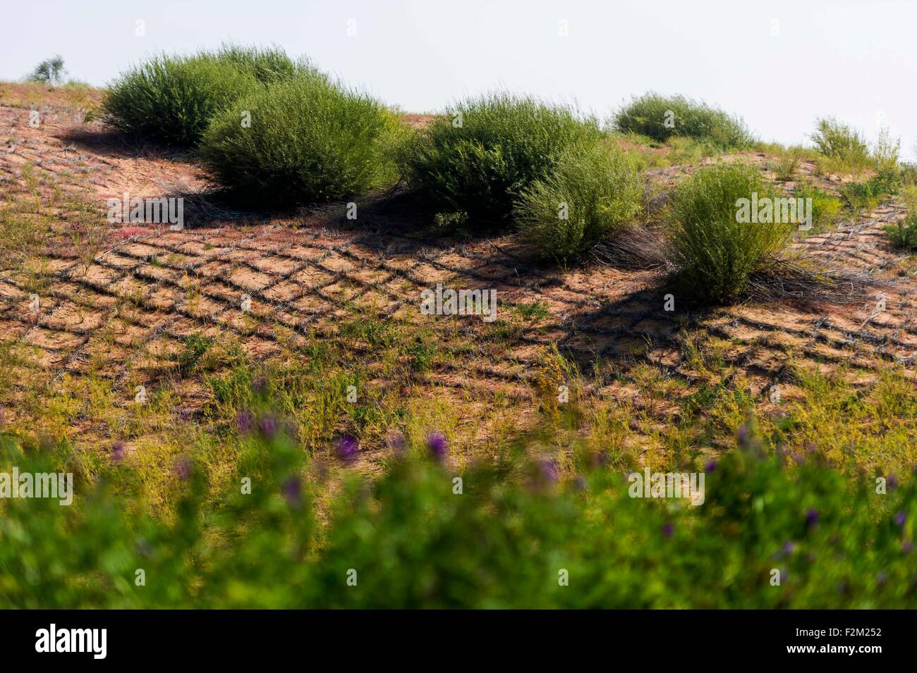 Checkerboards High Resolution Stock Photography and Images - Alamy