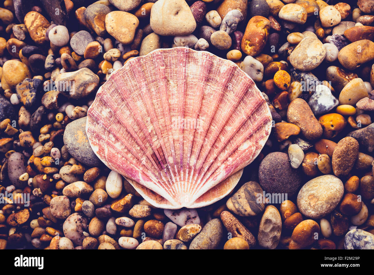 Large sea shell on the rocks Stock Photo - Alamy