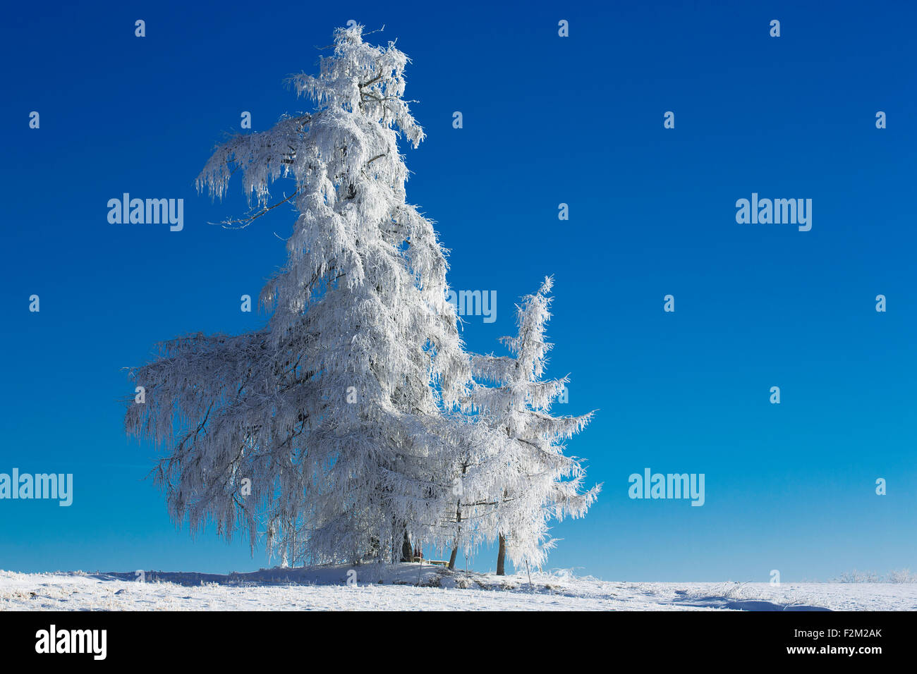 Germany, Bavaria, trees in winter Stock Photo - Alamy