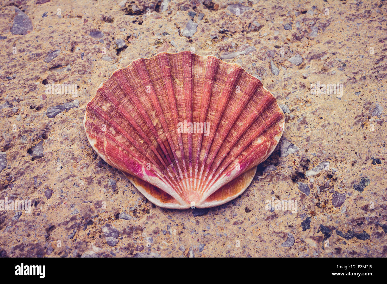 Large shell on the beach Stock Photo - Alamy