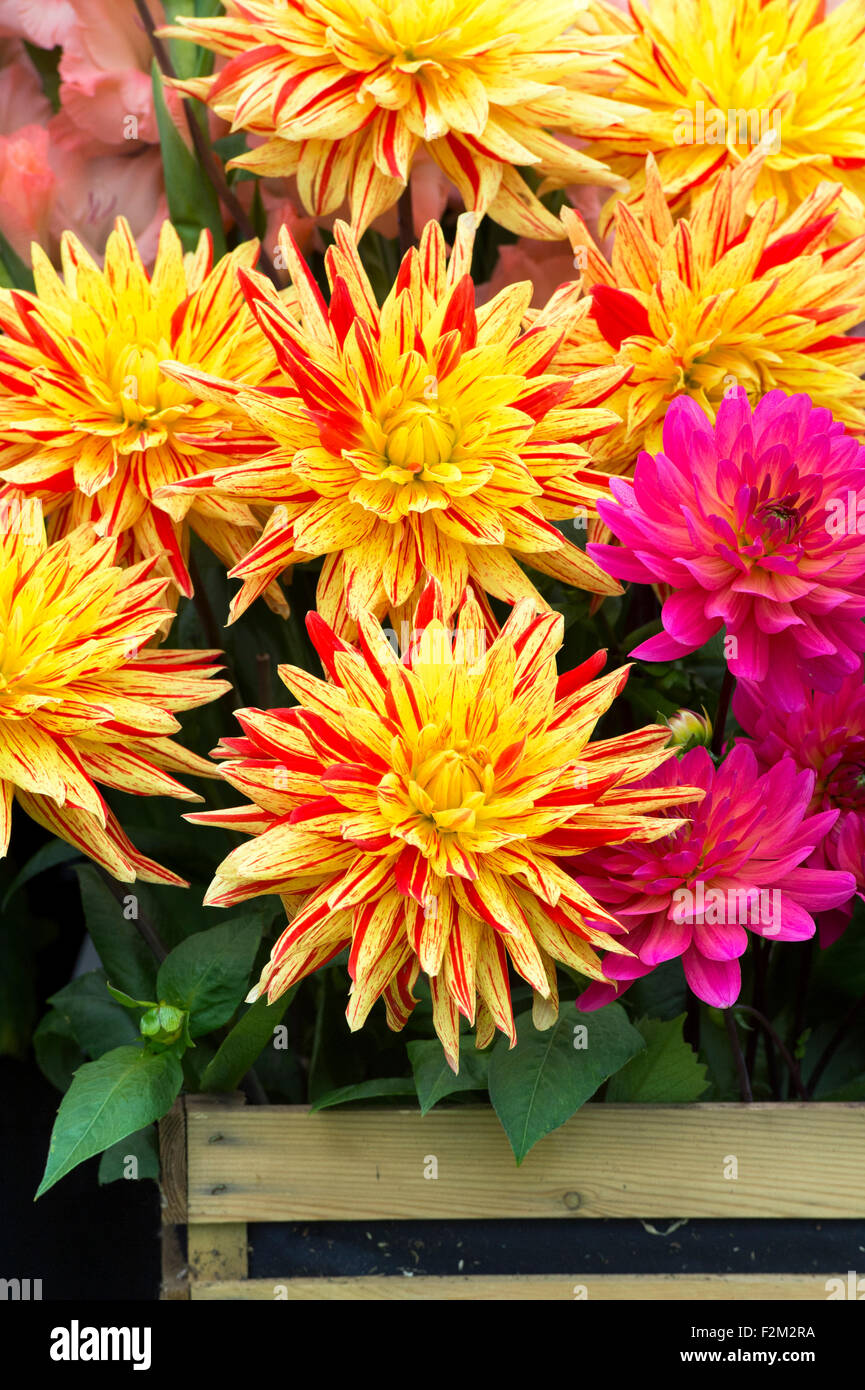 Dahlia 'Striped vulcan' and 'karma fuchsiana' flowers in a wooden crate ...