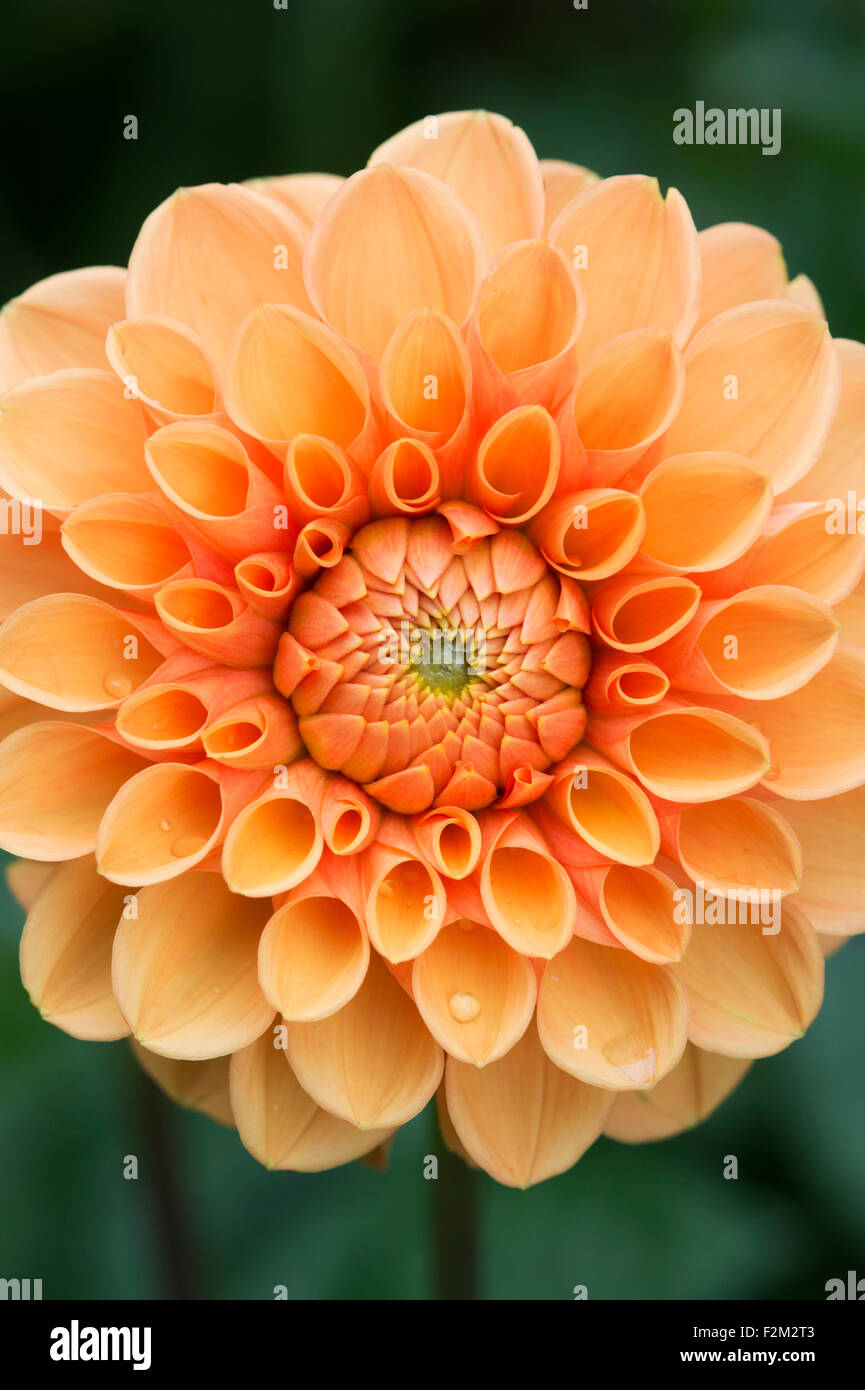 Dahlia 'Sylvia' flower. Ball Dahlia Stock Photo - Alamy