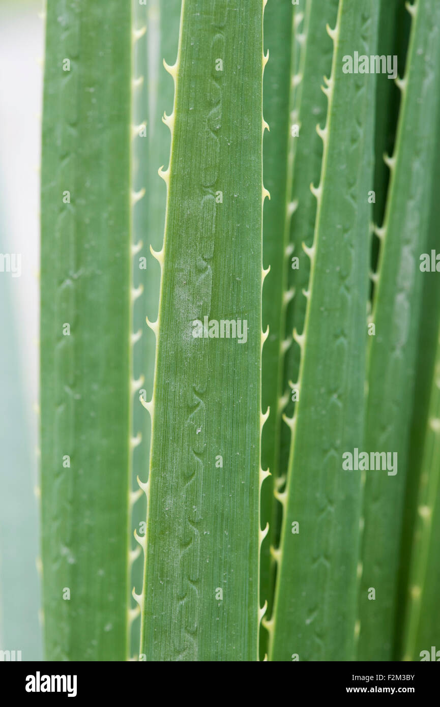 Very narrow leaves hi-res stock photography and images - Alamy