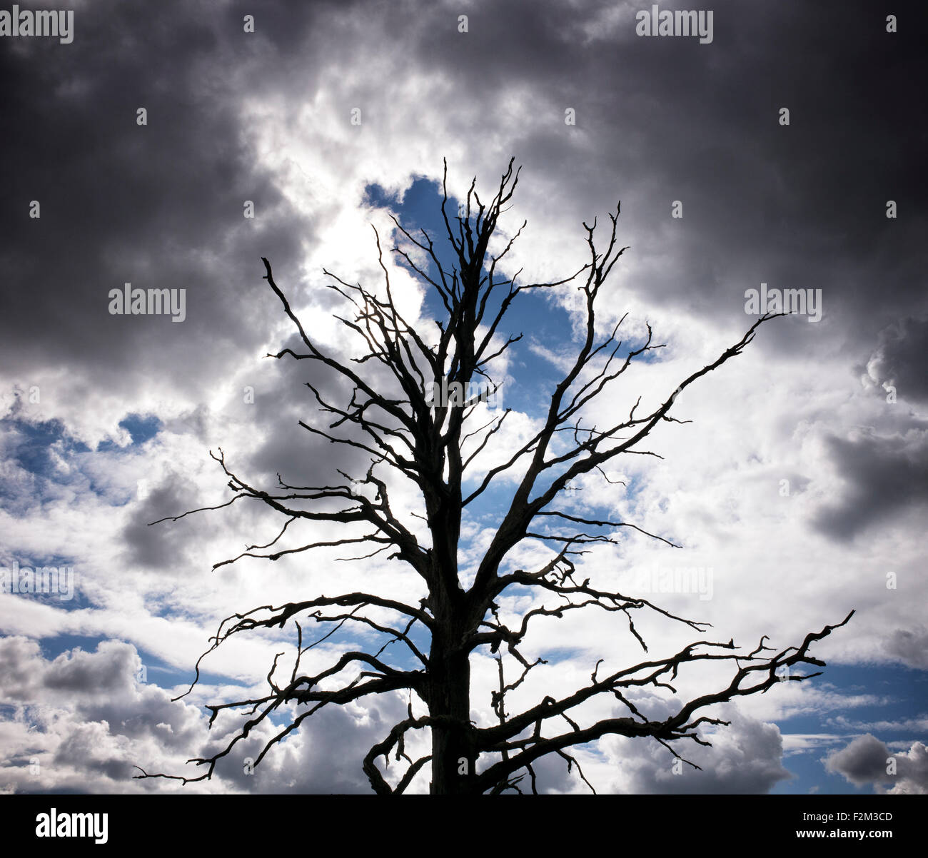 Dead tree with clouds hi-res stock photography and images - Alamy