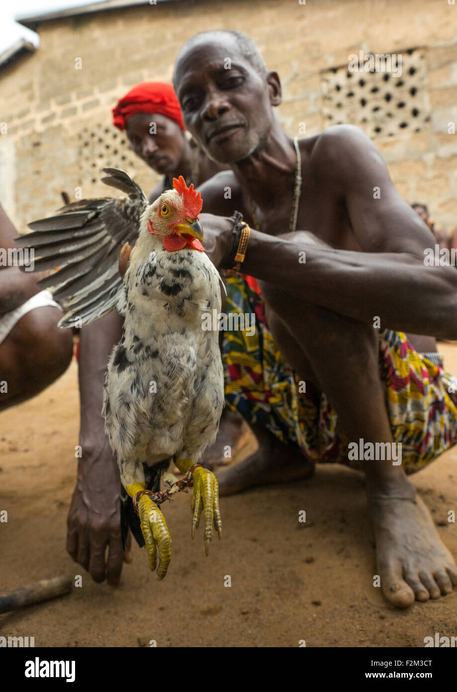 Benin, West Africa, Bopa, chicken sacrified by dah tofa voodoo master ...