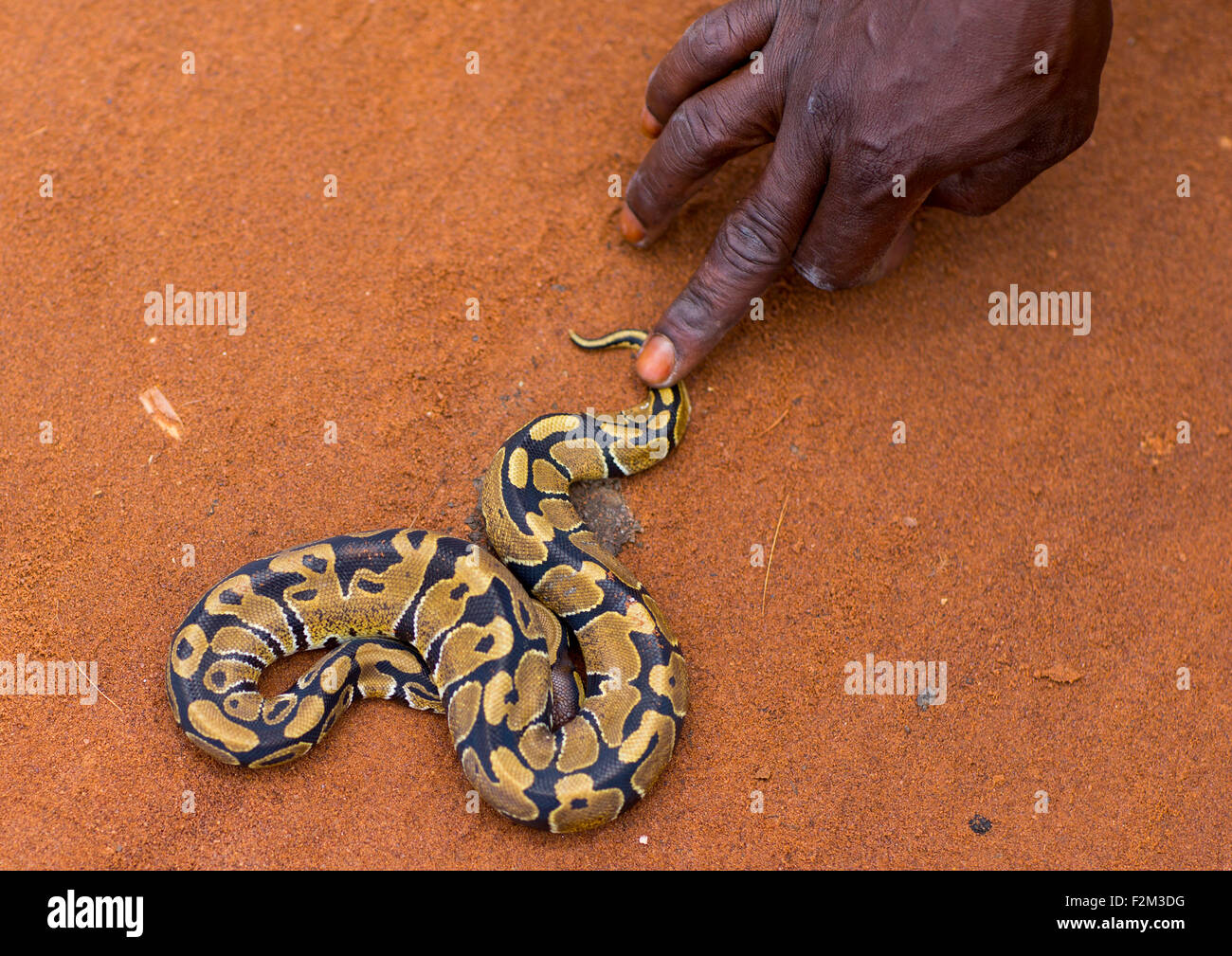 Benin, West Africa, Bonhicon, man catching a snake Stock Photo - Alamy