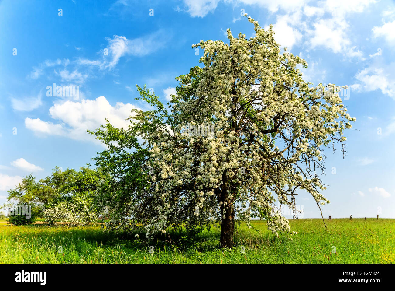 Blooming apple trees in spring Stock Photo - Alamy
