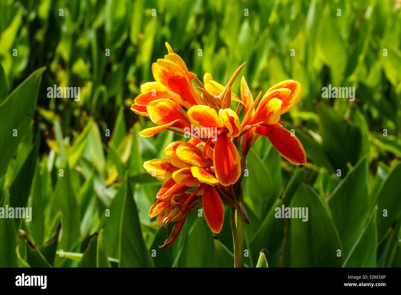 Canna farm canna field hi-res stock photography and images - Alamy