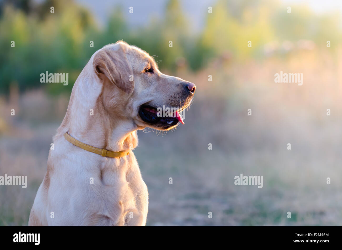 Labrador side profile hi-res stock photography and images - Alamy